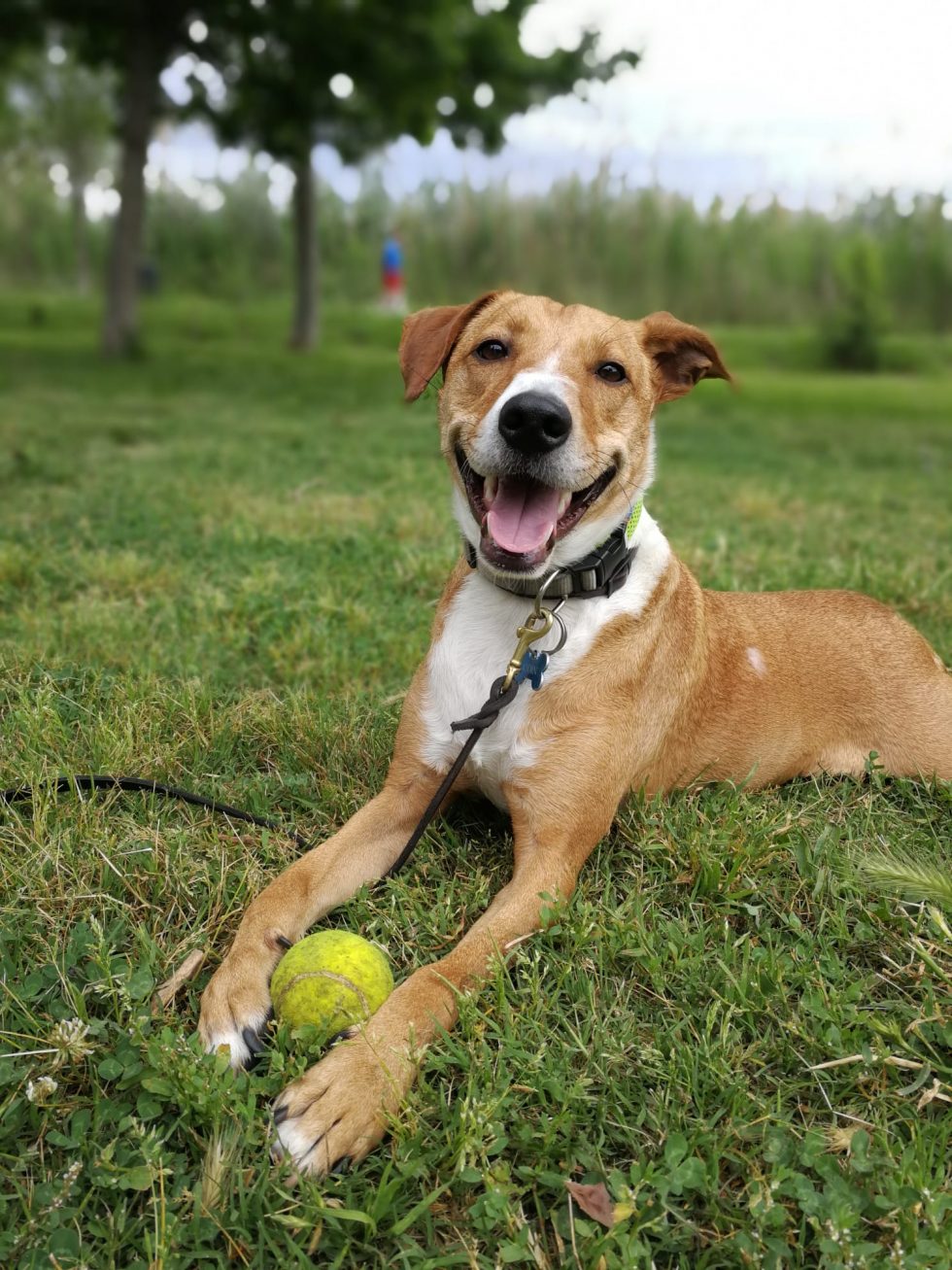 Perros de Campo y Trabajo - k9 working adiestramiento canino